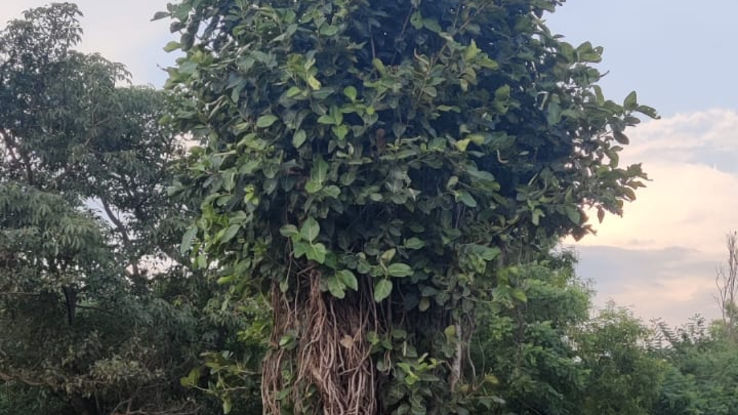 Sahyadri Devrai | Replantation of 100 Years old Banyan Tree